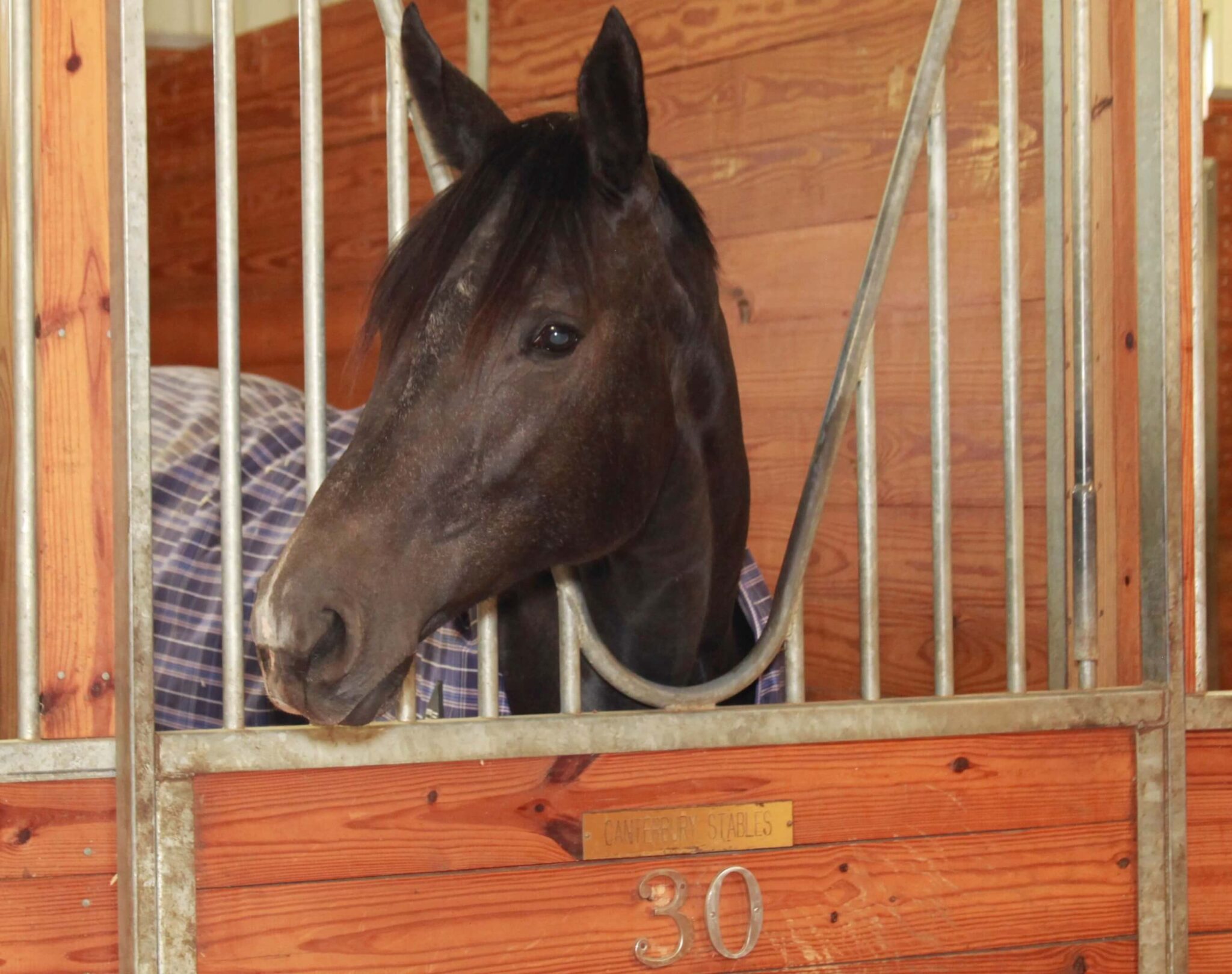 Homepage - Canterbury Stables